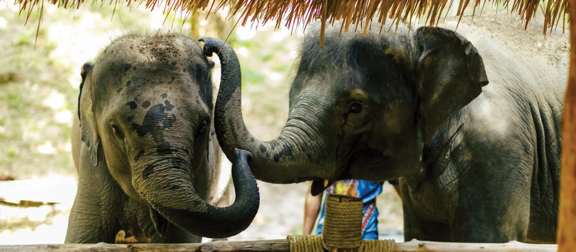 Phuket Mountain Elephant Care
