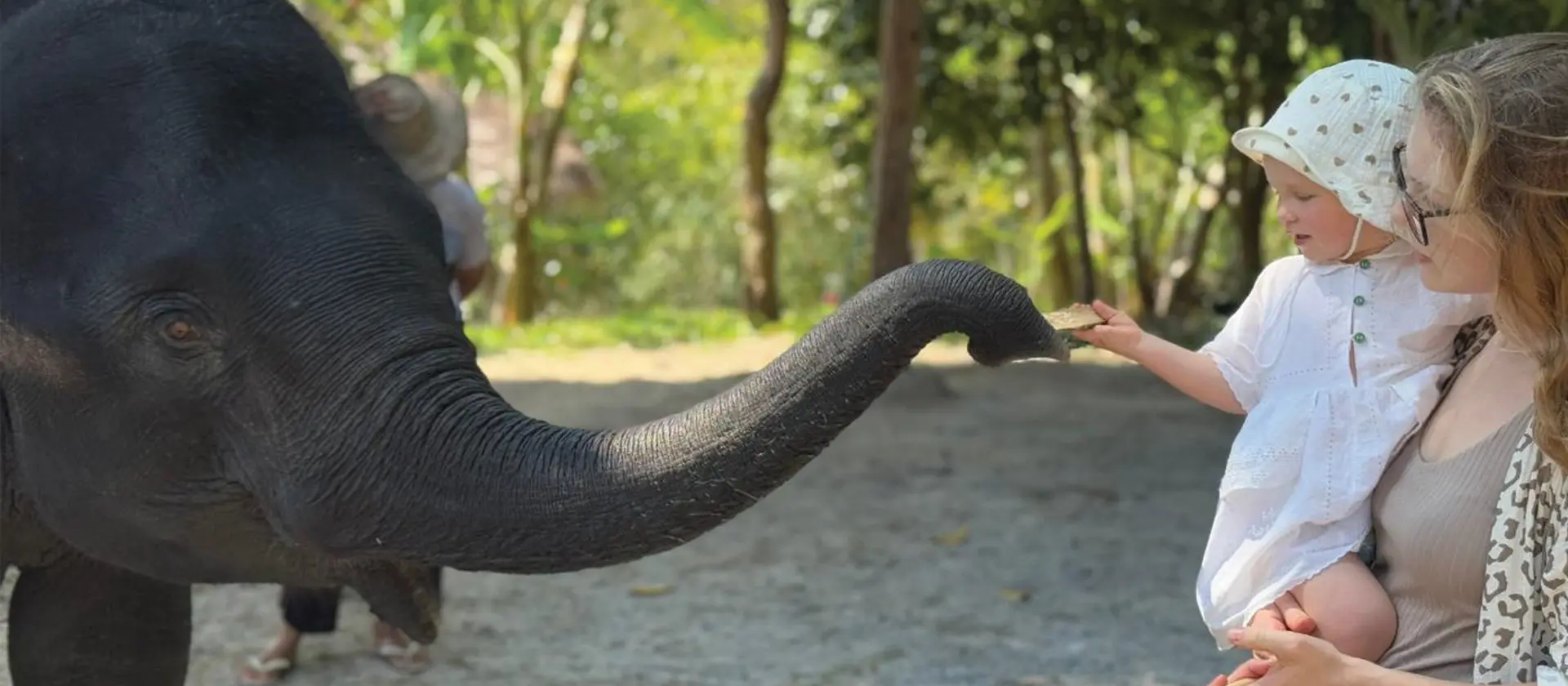 Phuket Mountain Elephant Care