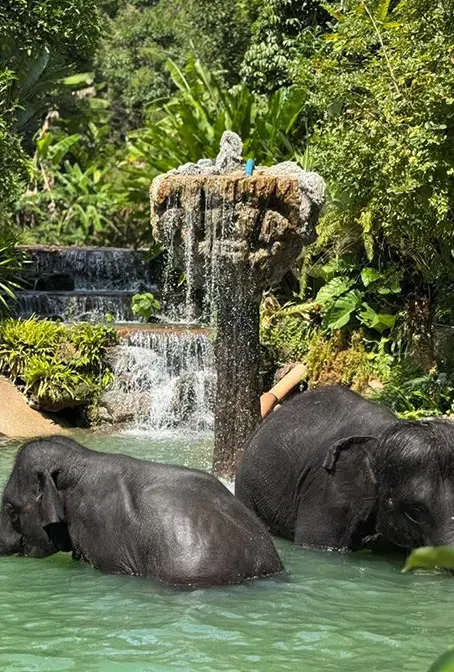 Phuket Mountain Elephant Care