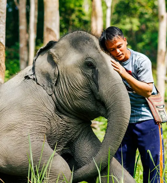 Phuket Mountain Elephant Care