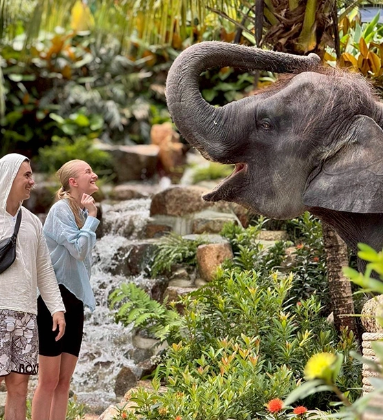 Phuket Mountain Elephant Care